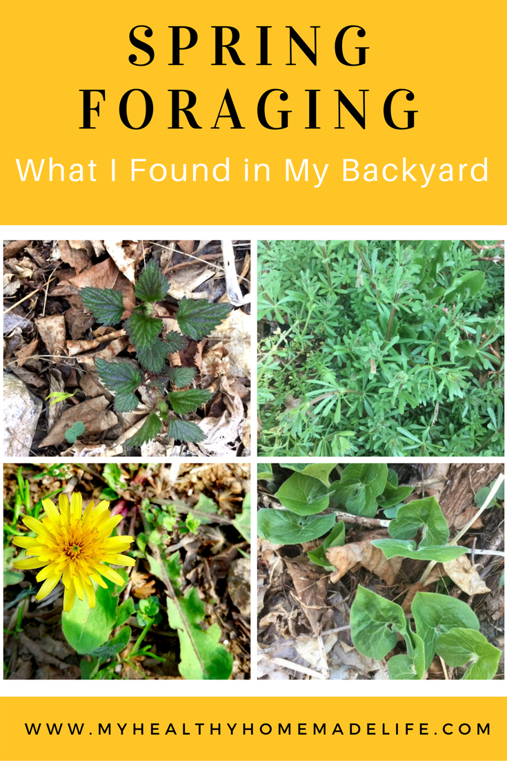Spring Foraging — What I Found in My Backyard - My Healthy Homemade Life