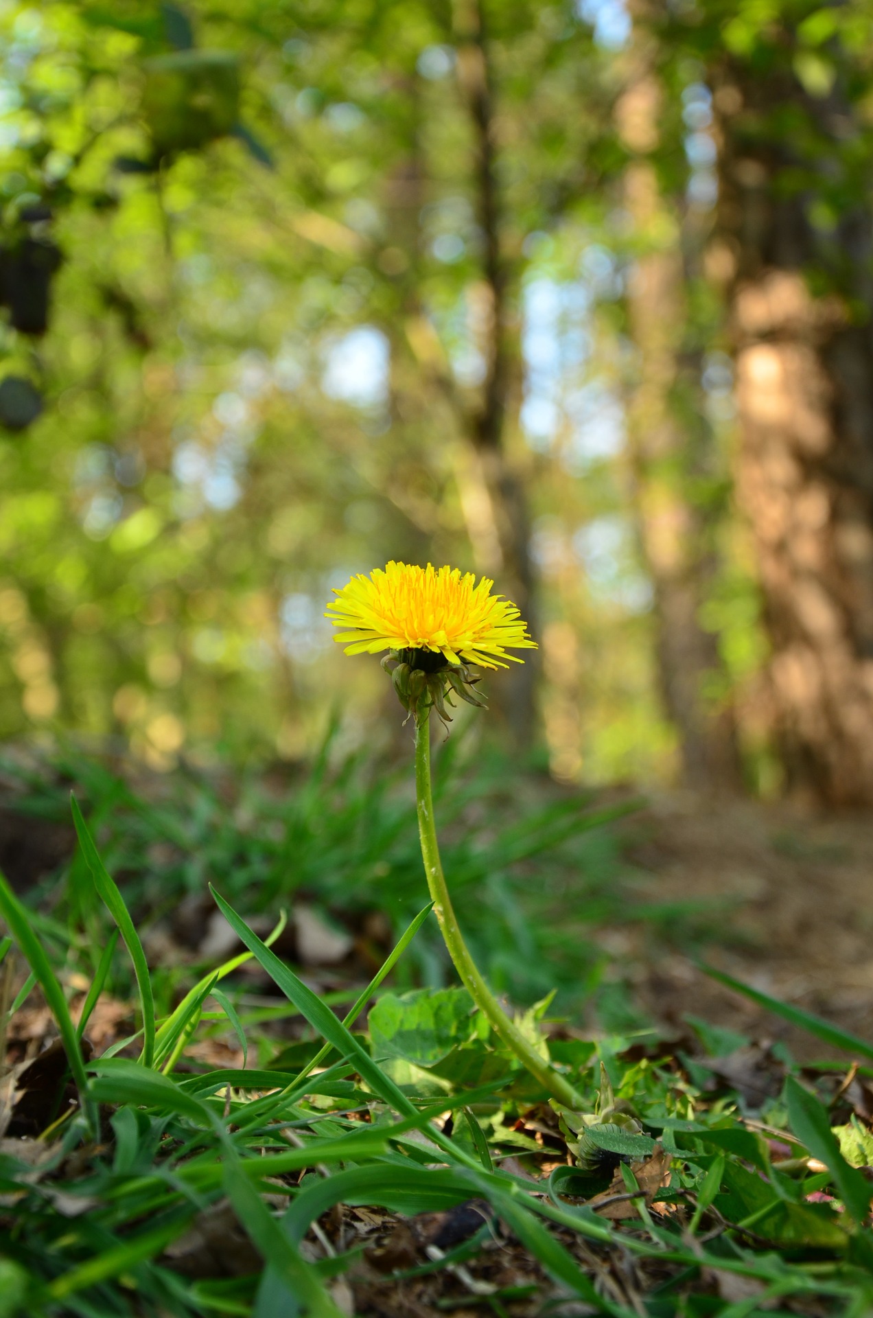 Spring Foraging: 5 Ways to Use Dandelion - My Healthy Homemade Life