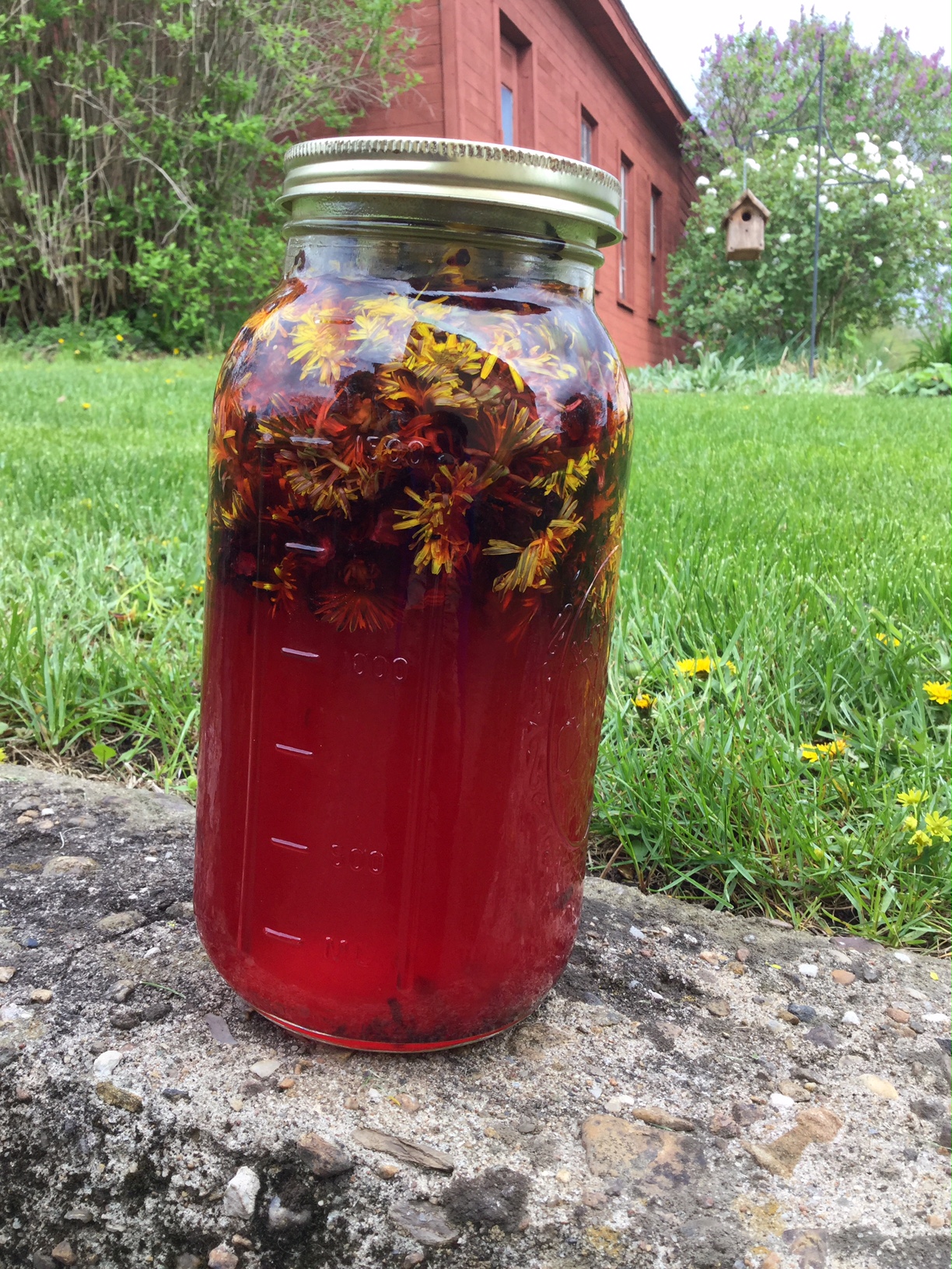 Spring Foraging: 5 Ways to Use Dandelion - My Healthy Homemade Life