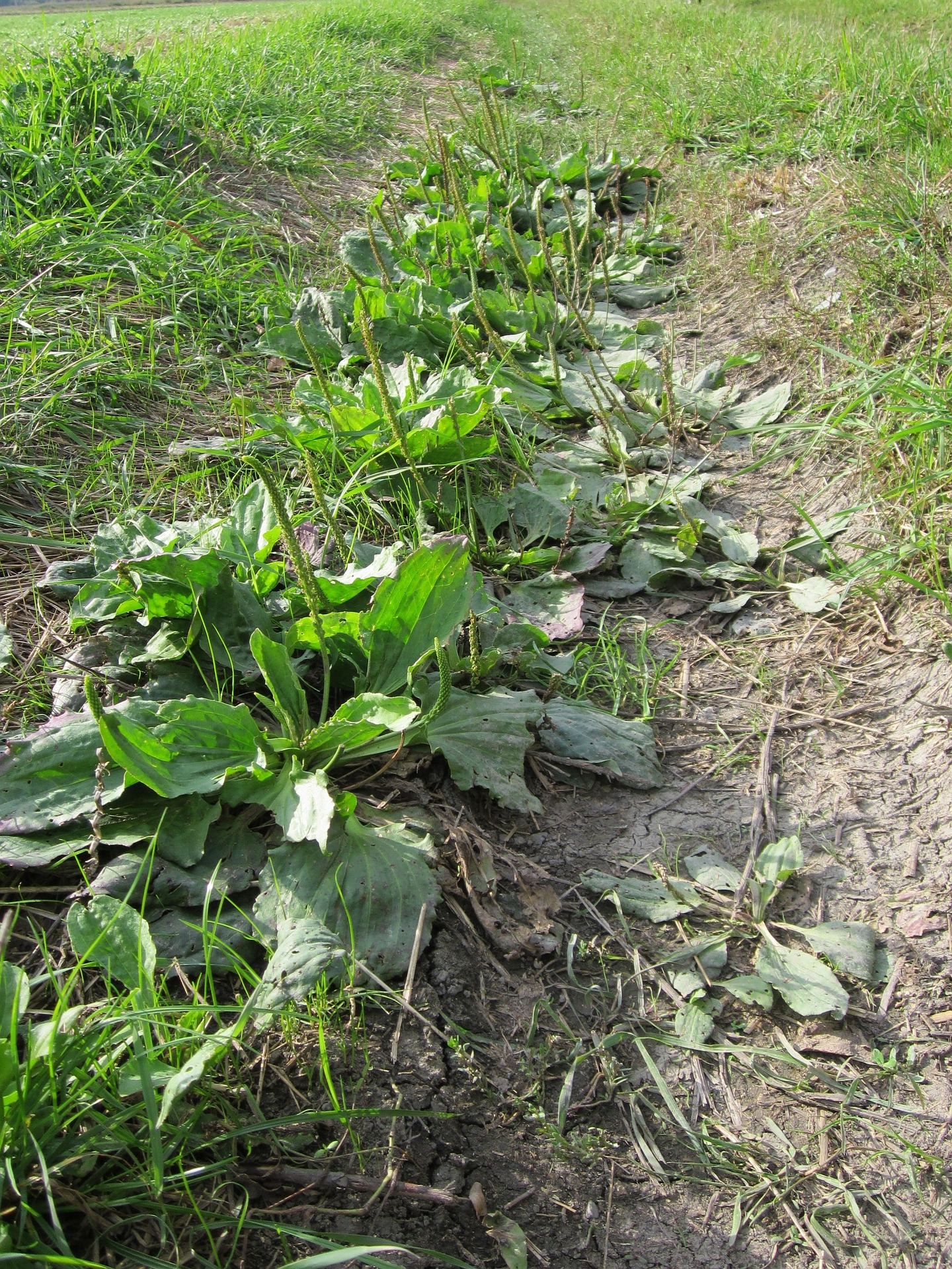 Spring Foraging: 5 Ways to Use Plantain - My Healthy Homemade Life