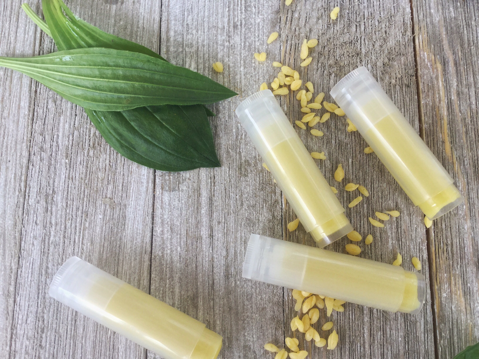 Spring Foraging: 5 Ways to Use Plantain - My Healthy Homemade Life