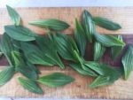 Spring Foraging: 5 Ways to Use Plantain - My Healthy Homemade Life