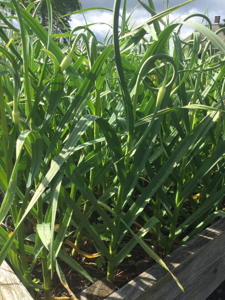 How to Use Garlic Scapes & THE BEST Vegan Garlic Scape Pesto Recipe ...