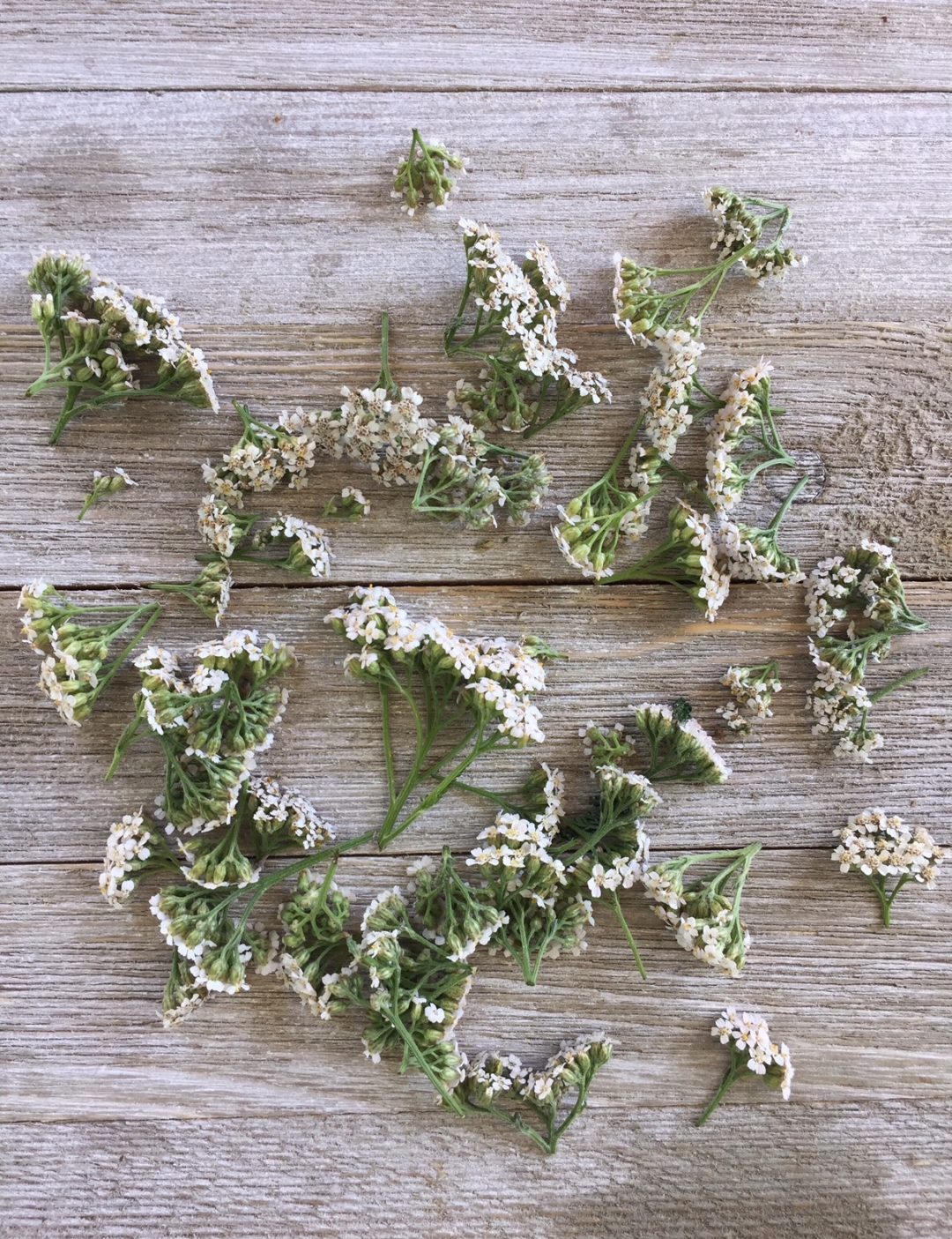 How to Use Yarrow as a Herbal Home Remedy - My Healthy Homemade Life