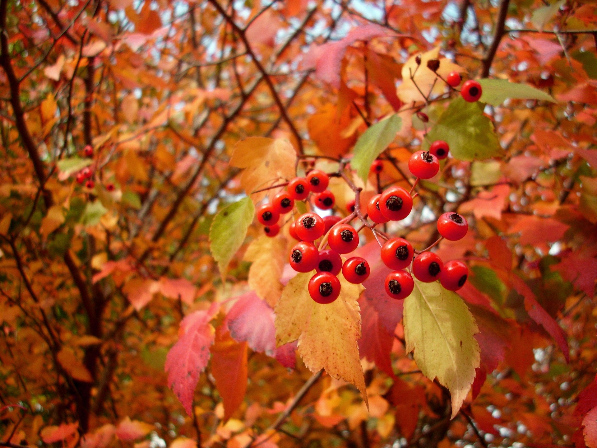 7 Ways to Use Herbs This Fall - My Healthy Homemade Life